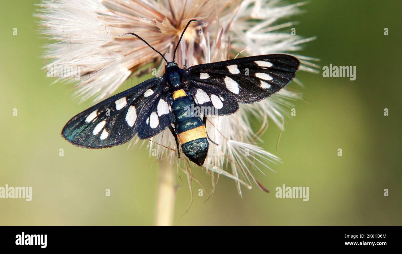 A closeup view of the White-spotted ram Stock Photo - Alamy