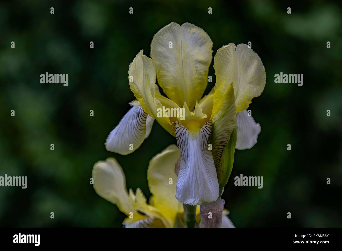 A closeup view of the German bearded iris Stock Photo - Alamy