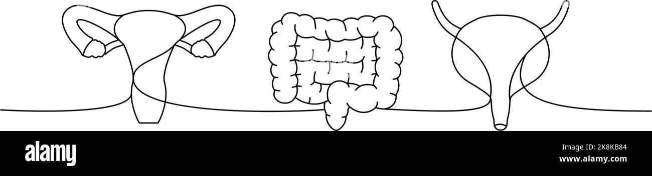 Set of human organs one line continuous drawing. Bladder, reproductive ...