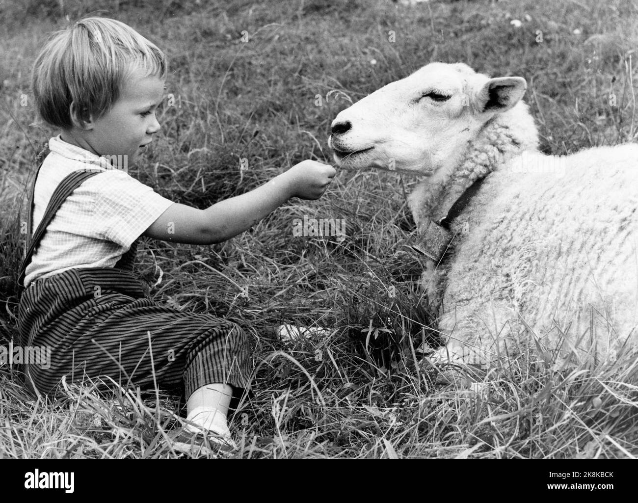 Straw for animals Black and White Stock Photos & Images - Alamy