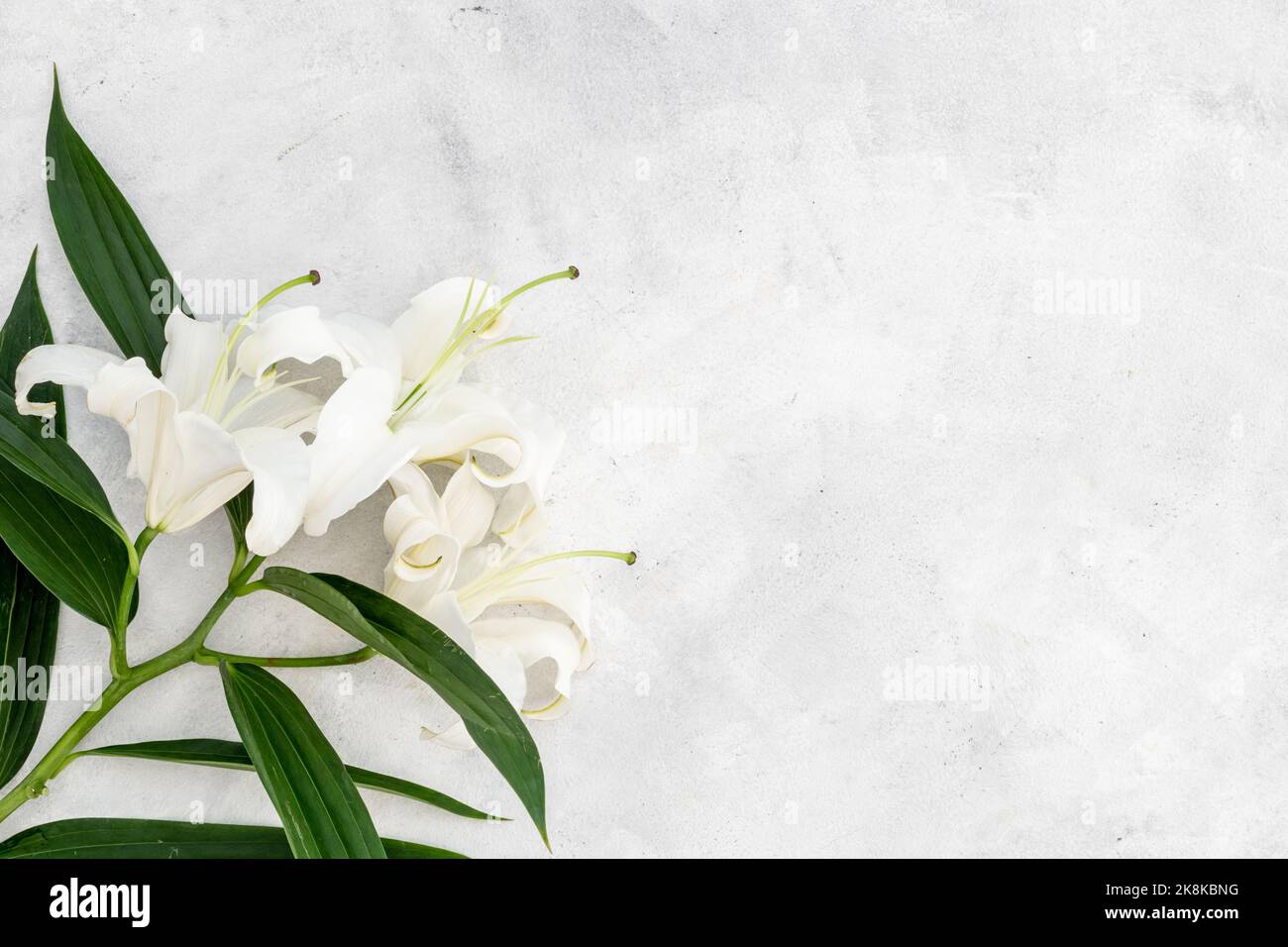 Branch of white lilies flowers. Mourning or funeral background Stock ...