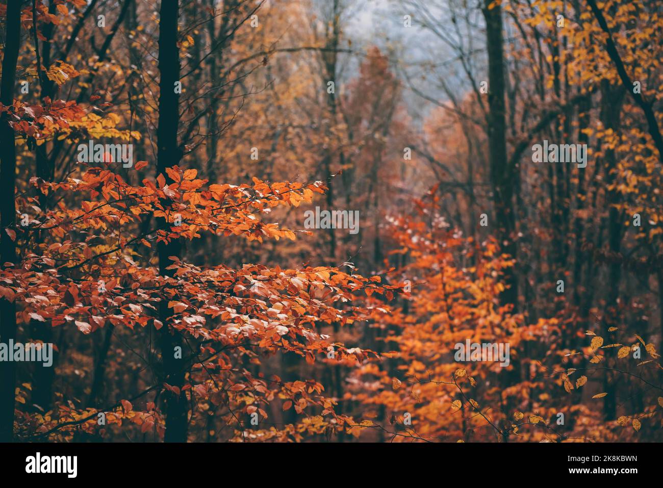 Aerial view dense autumn forest hi-res stock photography and images - Alamy