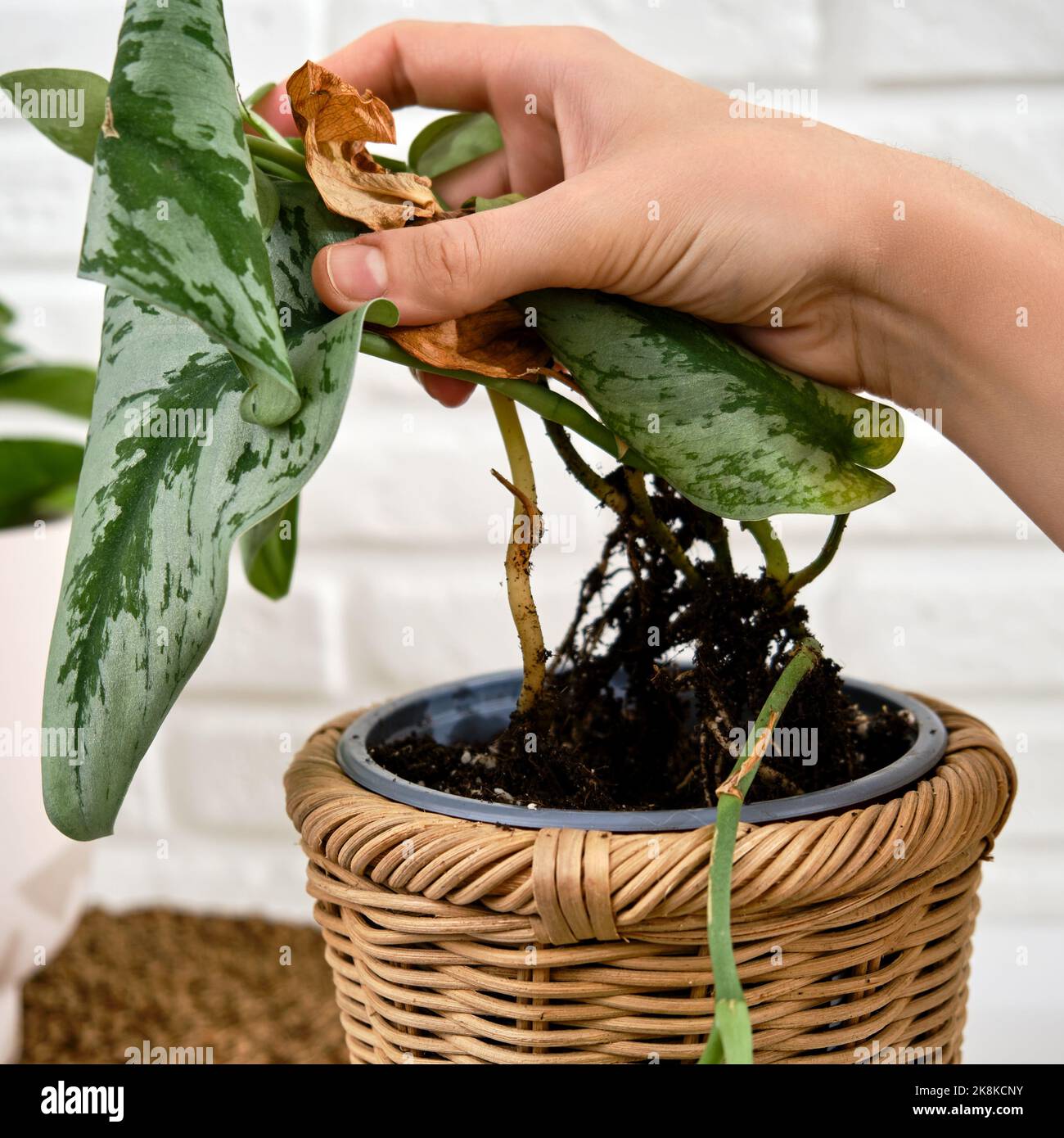 Woman gardener transplants a withered plant in a flower pot and change ...
