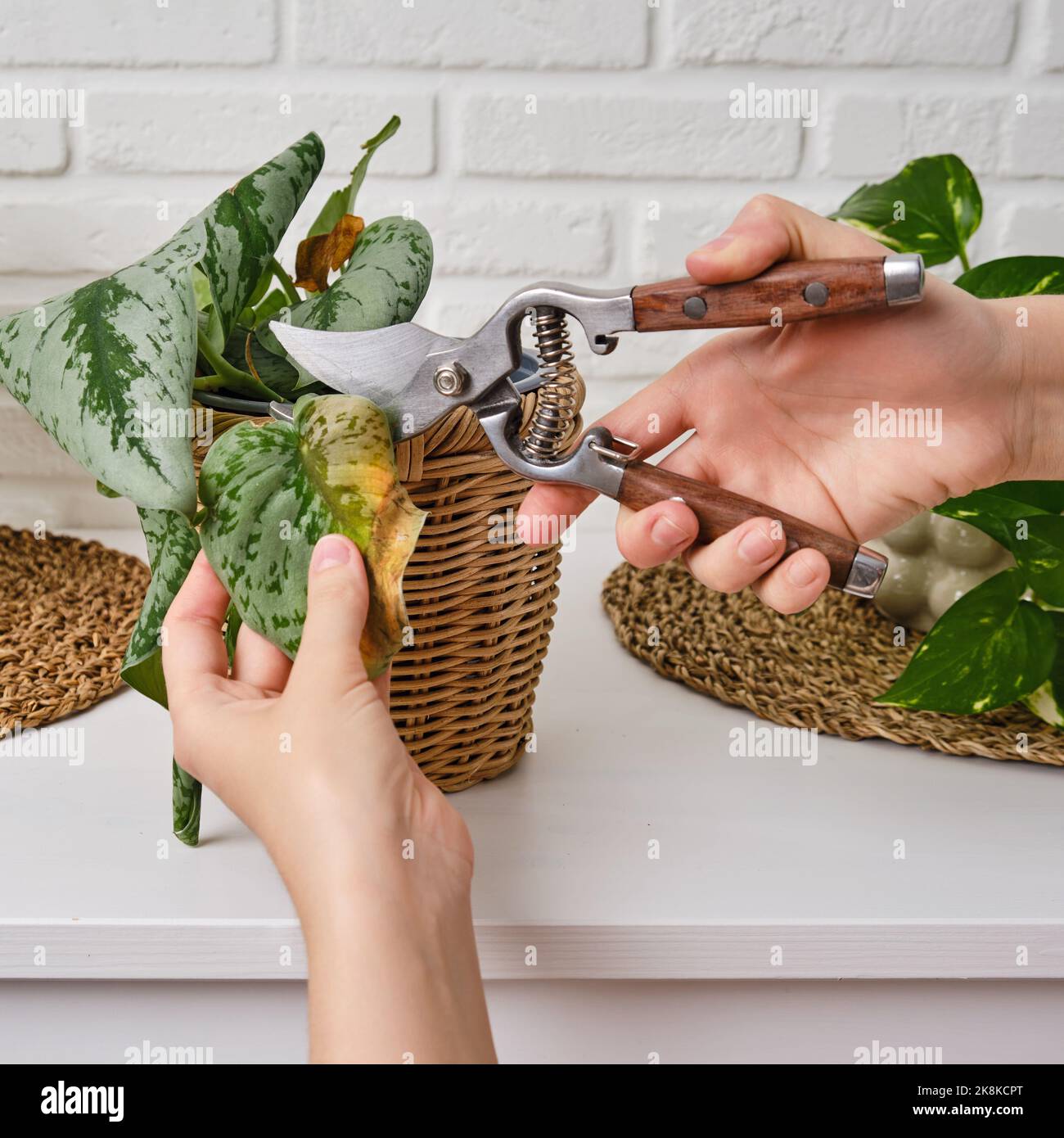 Woman gardener cuts wilted plants in a pot with garden scissors, home ...