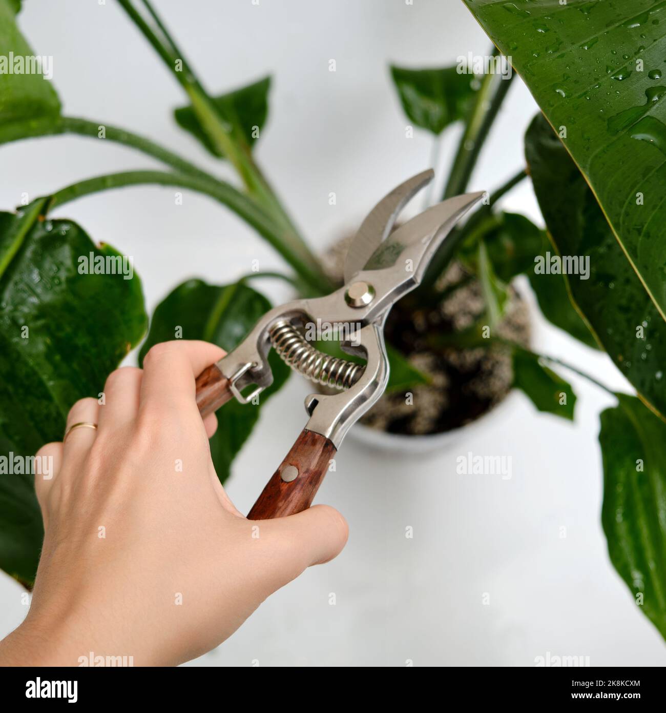 Pruning plants with garden scissors in the home bathroom to remove ...