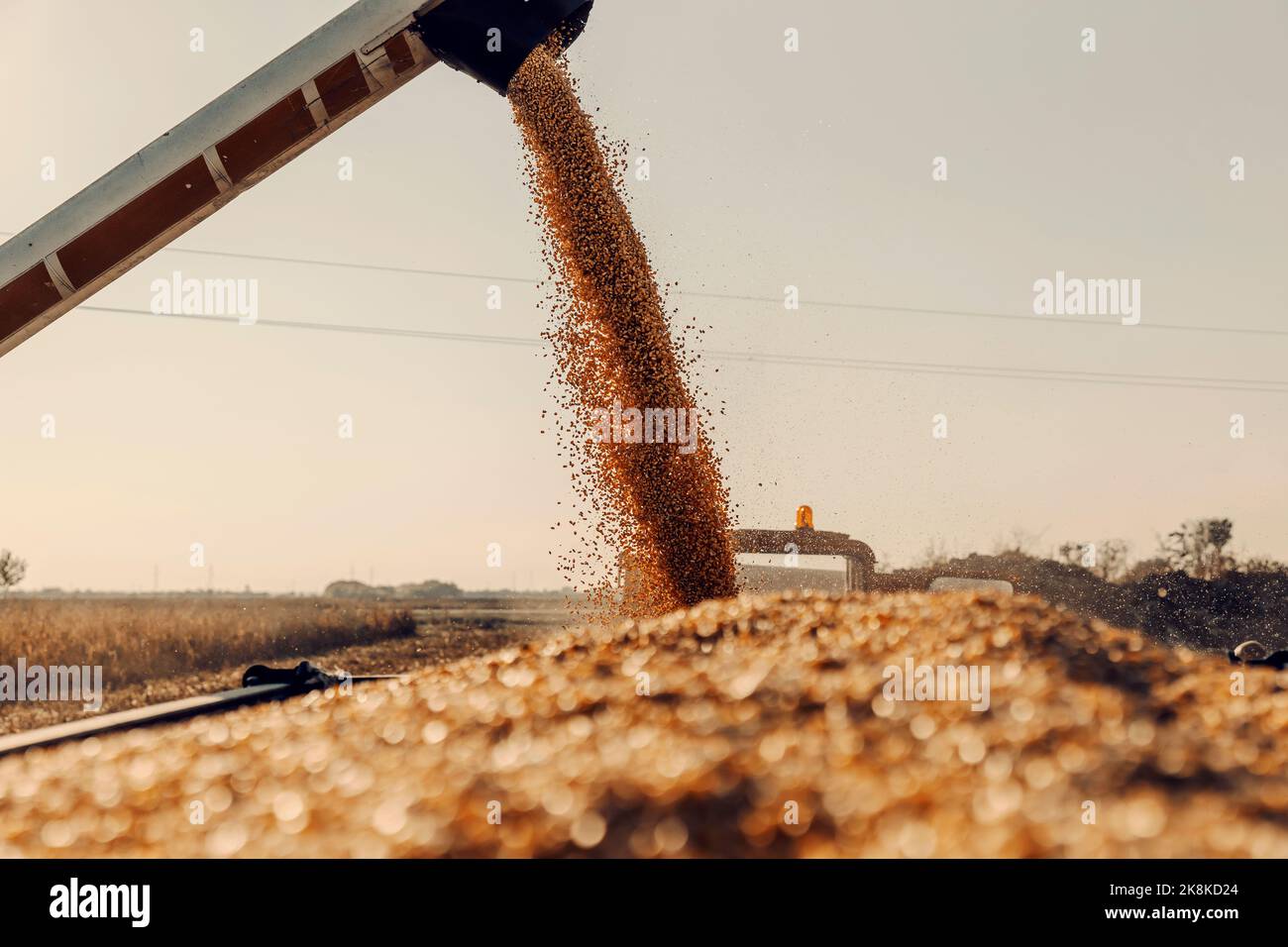 Machine for separating corn grains working on field and filling tractor ...