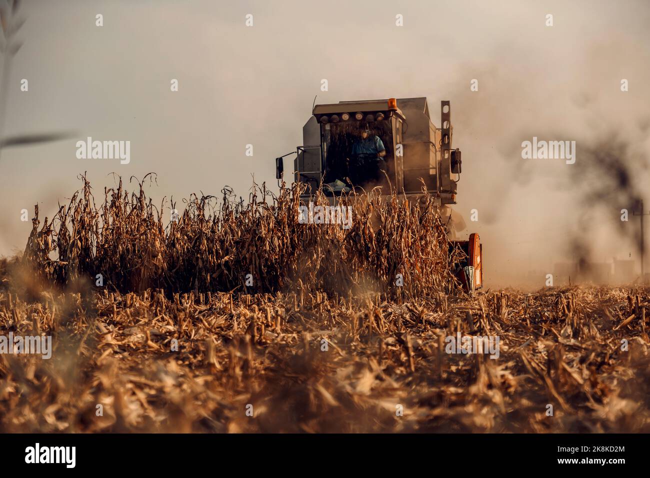 A combine harvesting corn in the autumn. A machine cutting corn stalks ...