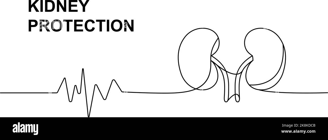 Drawing anatomy system kidney Black and White Stock Photos & Images - Alamy