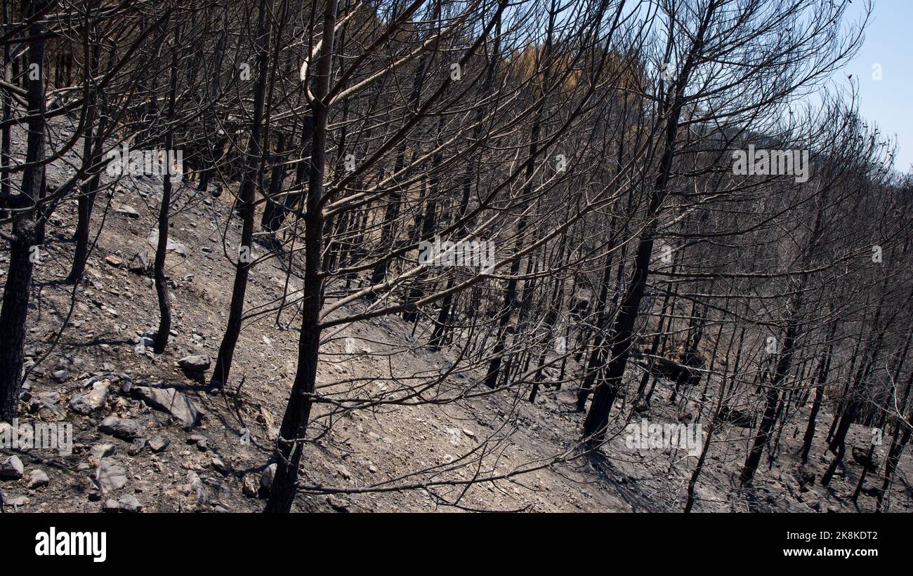 Vegetation and trees that turned to ash after the forest fire in Mugla ...