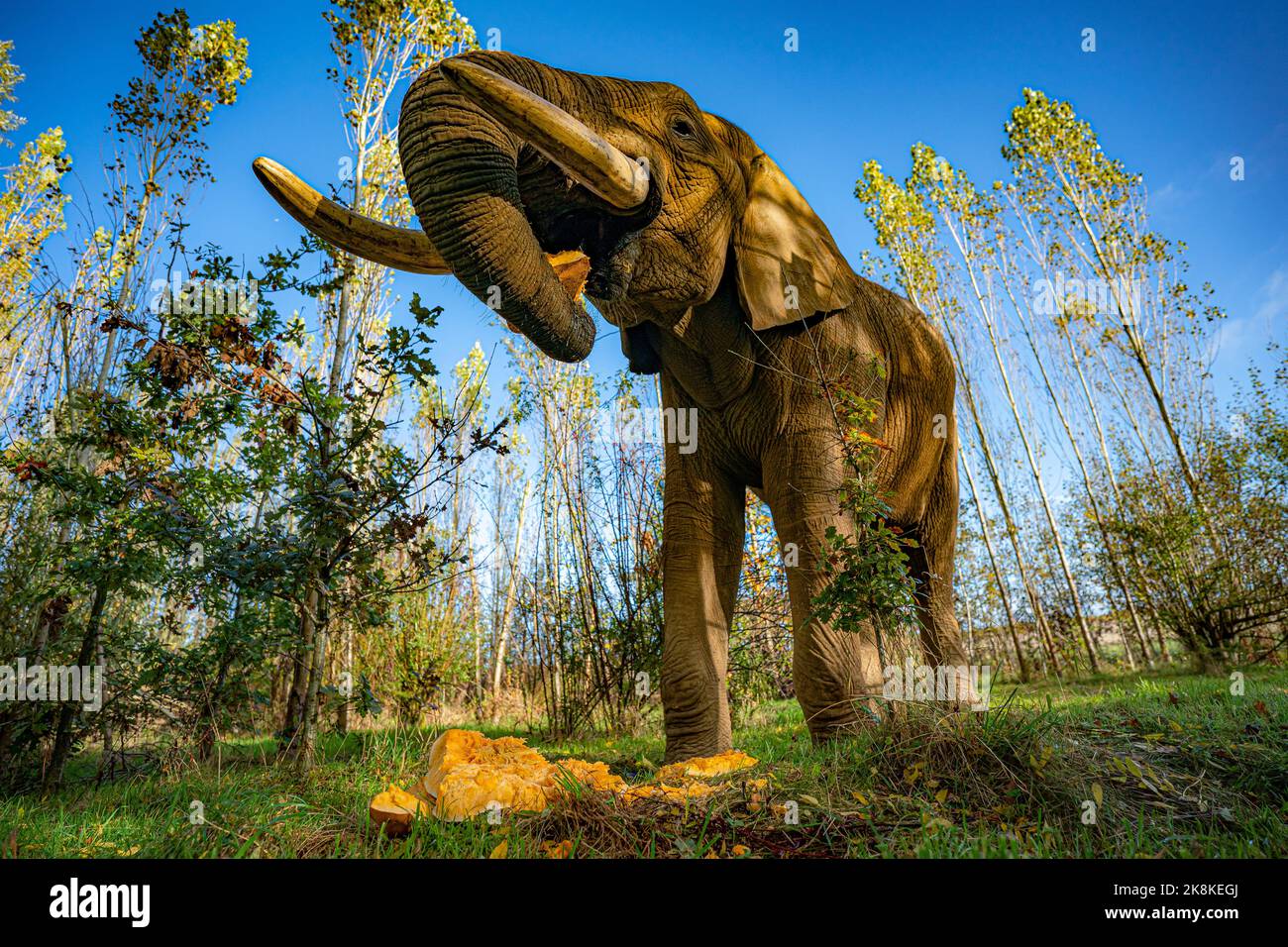 Shaka, a 31-year-old African elephant smashes a pumpkin into pieces ...