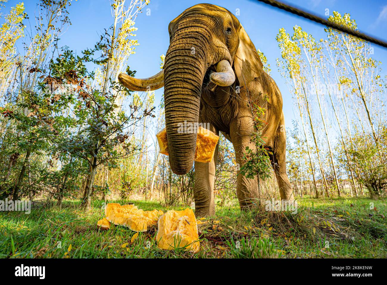 Shaka, a 31-year-old African elephant smashes a pumpkin into pieces ...