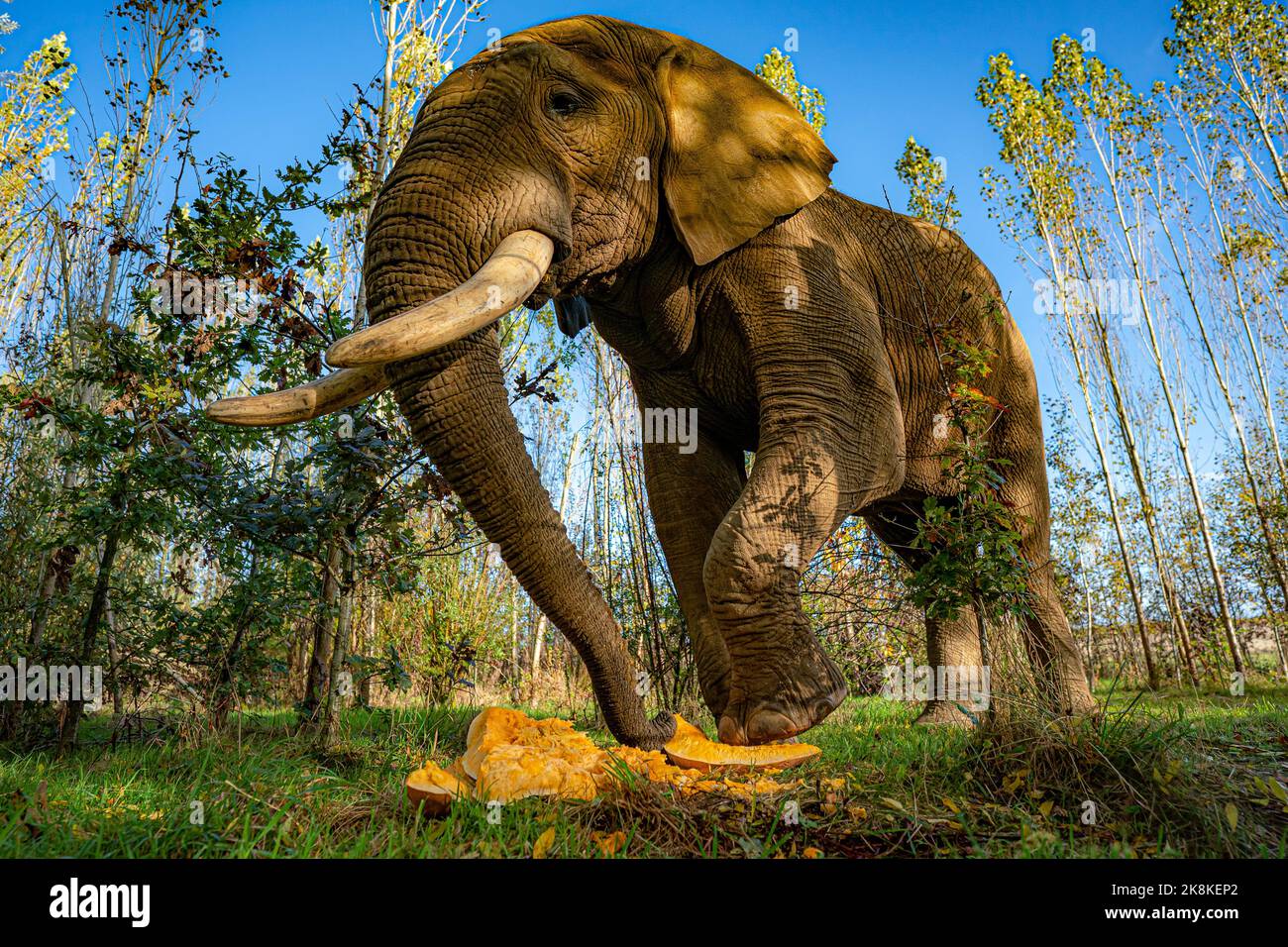 Shaka, a 31-year-old African elephant smashes a pumpkin into pieces ...
