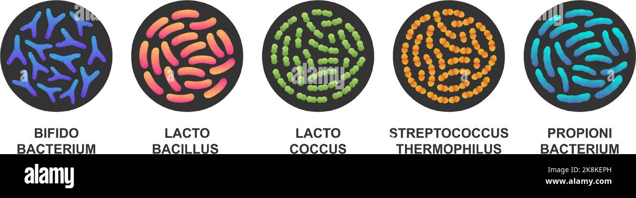 Set Of Probiotics In A Circle Bacteria And Microorganisms