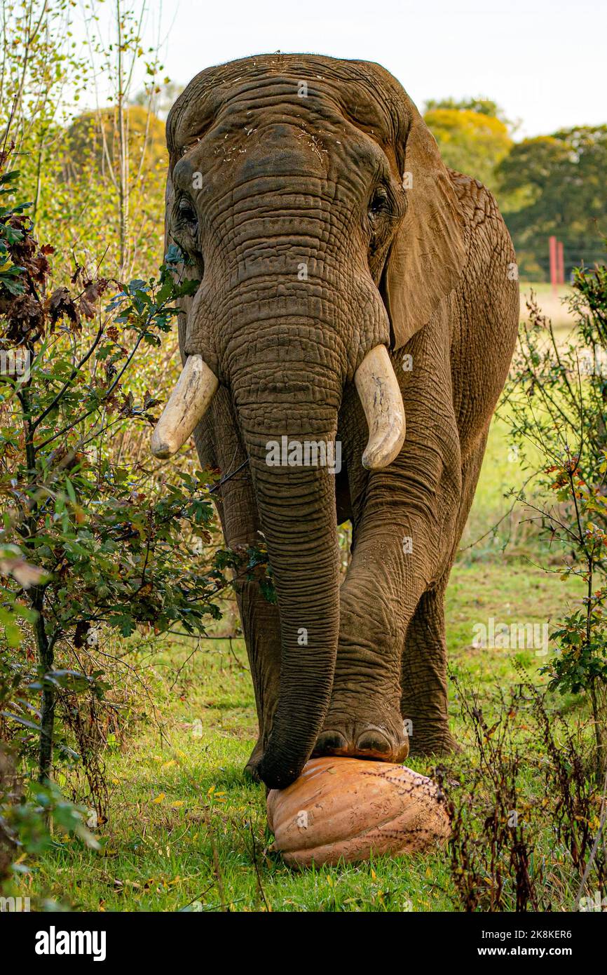 Shaka, a 31-year-old African elephant smashes a pumpkin into pieces ...