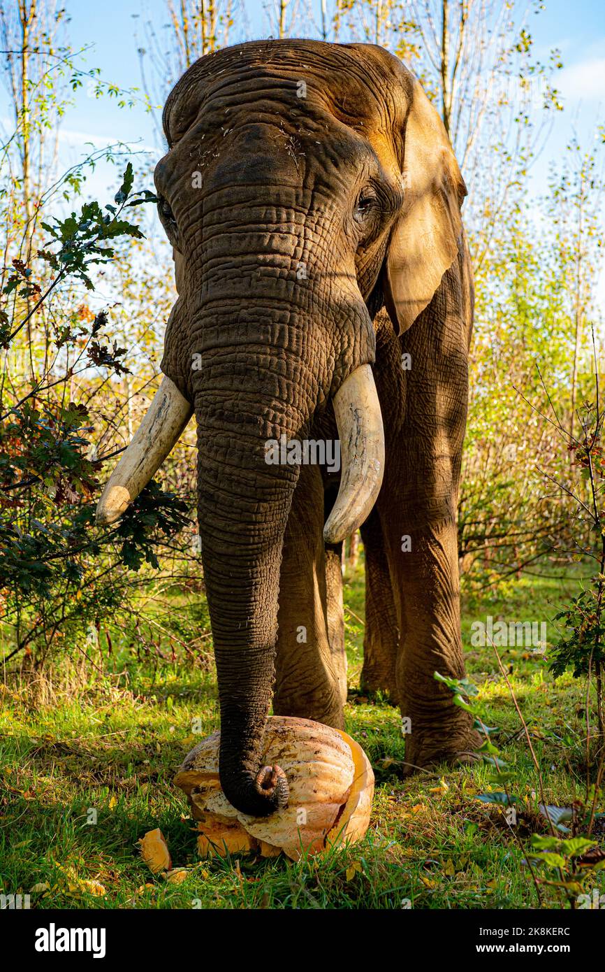 Shaka, a 31-year-old African elephant smashes a pumpkin into pieces ...