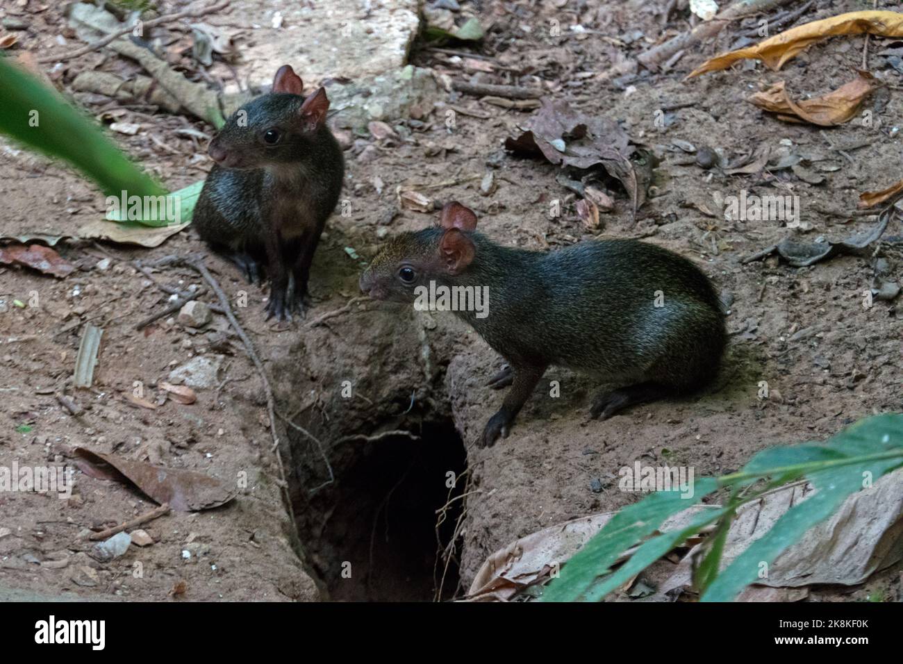 Mexico forest conservation hi-res stock photography and images - Alamy