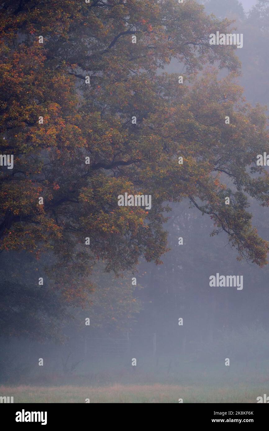 colorful foliage on oak tree covered in fog. High quality photo Stock ...