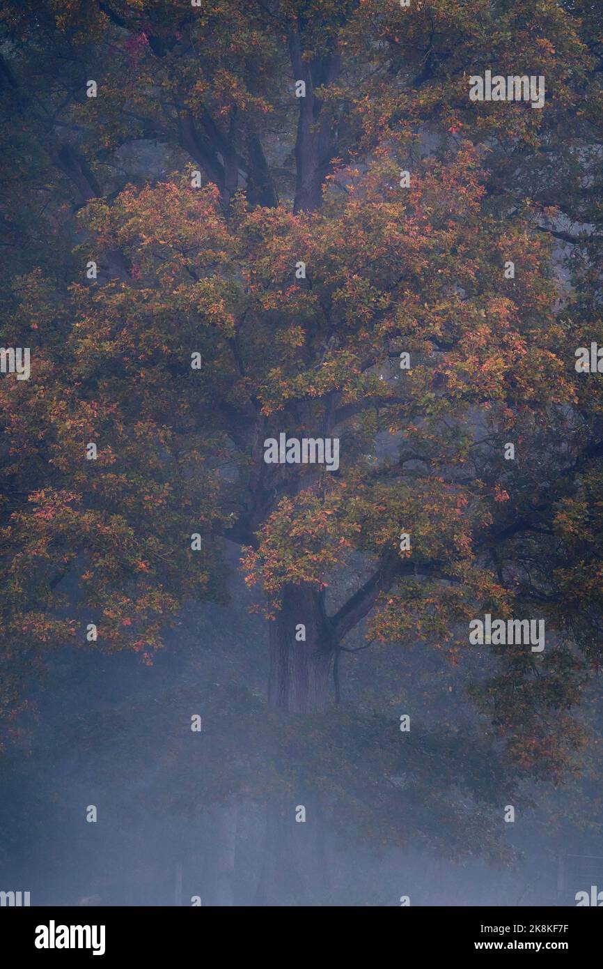 Trees green foliage branches rising background view hi-res stock ...