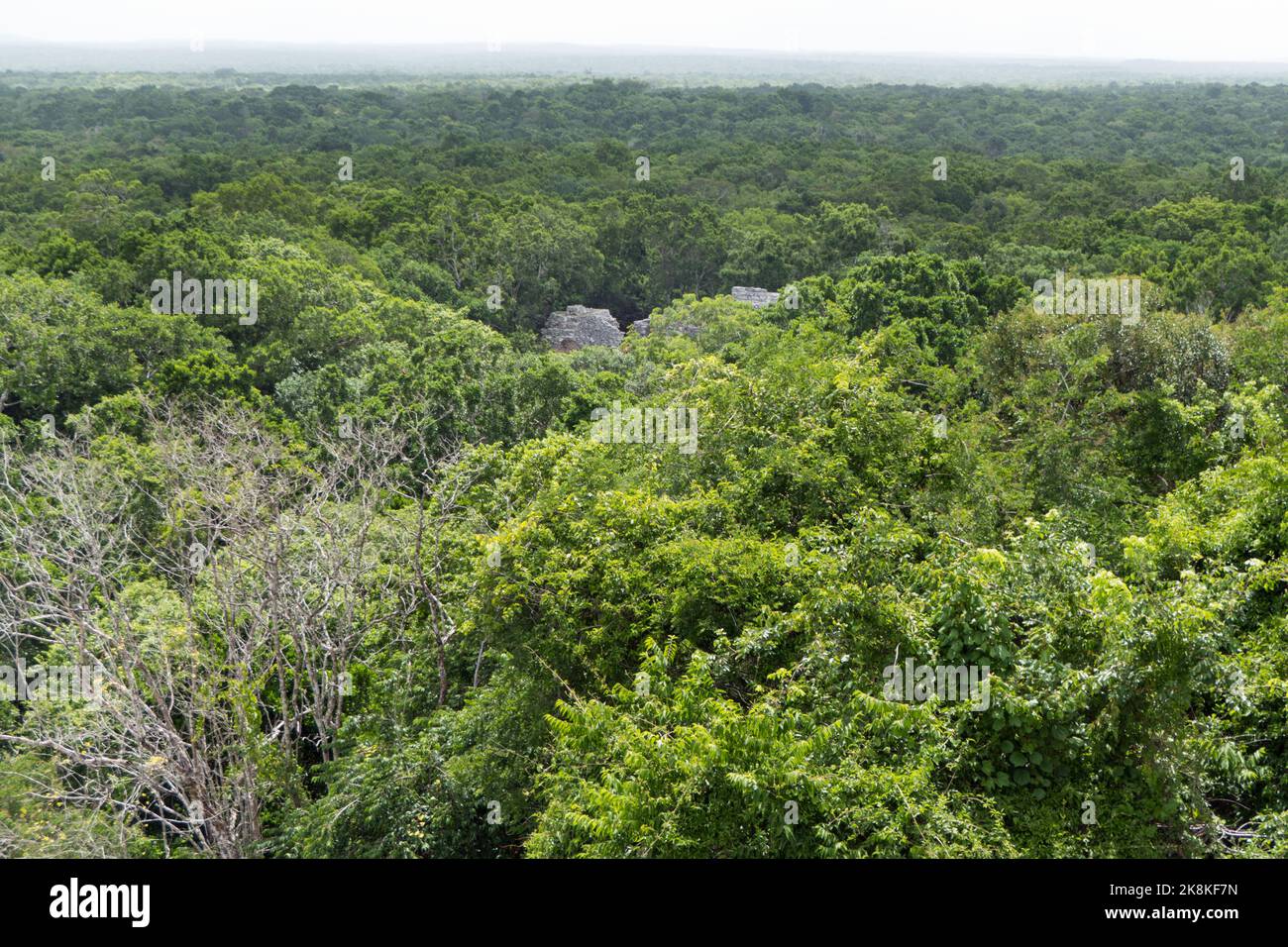 Calakmul, a Maya archaeological site deep in the jungle of the Mexican ...