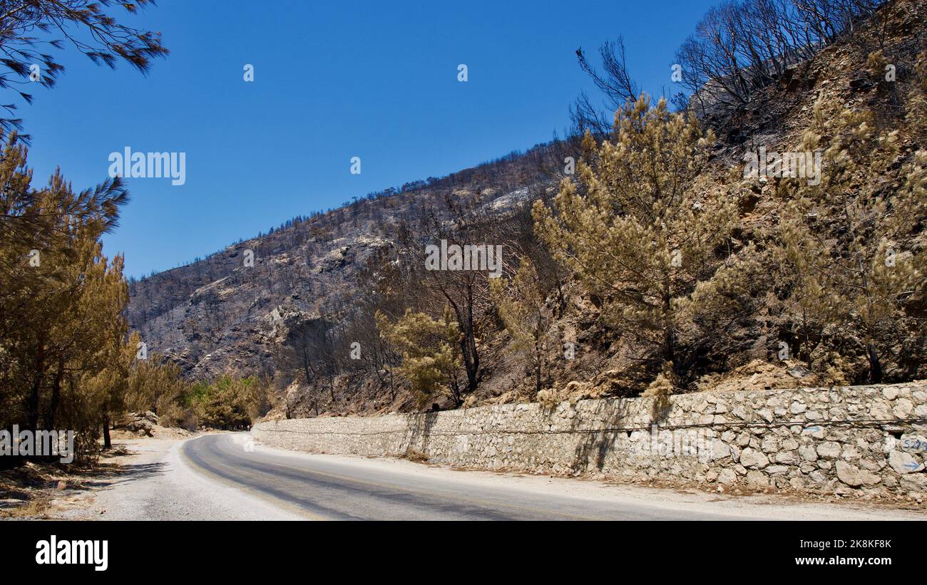 Vegetation and trees that turned to ash after the forest fire in Mugla ...