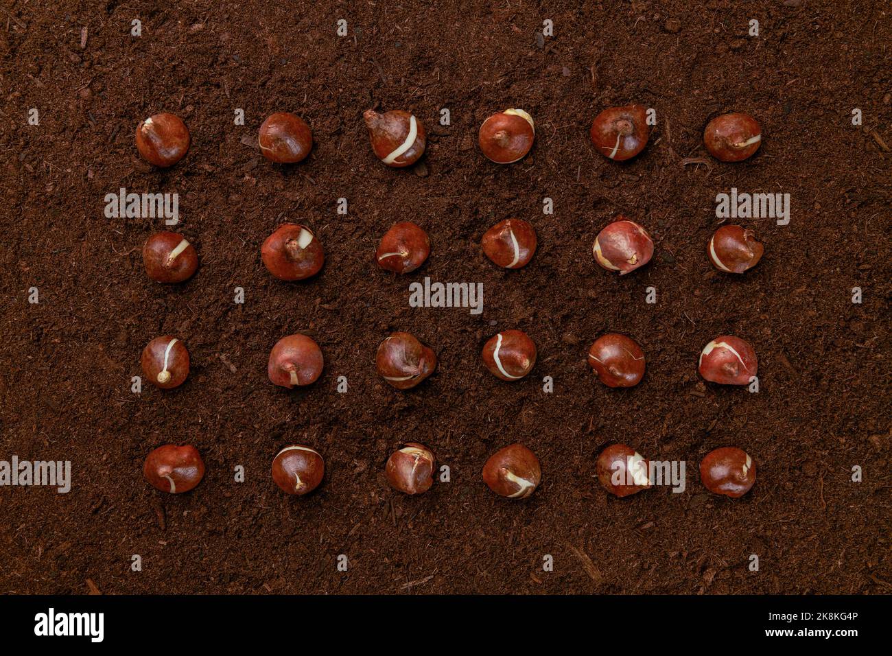 Tulip bulbs background. Fall tulips planting and gardening flat lay ...