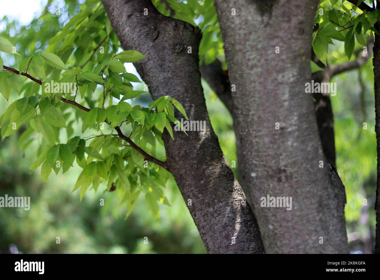 Close-up image of the zelkova tree Stock Photo - Alamy