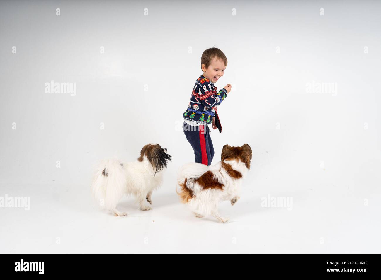 Christmas dogs, papillons Stock Photo - Alamy
