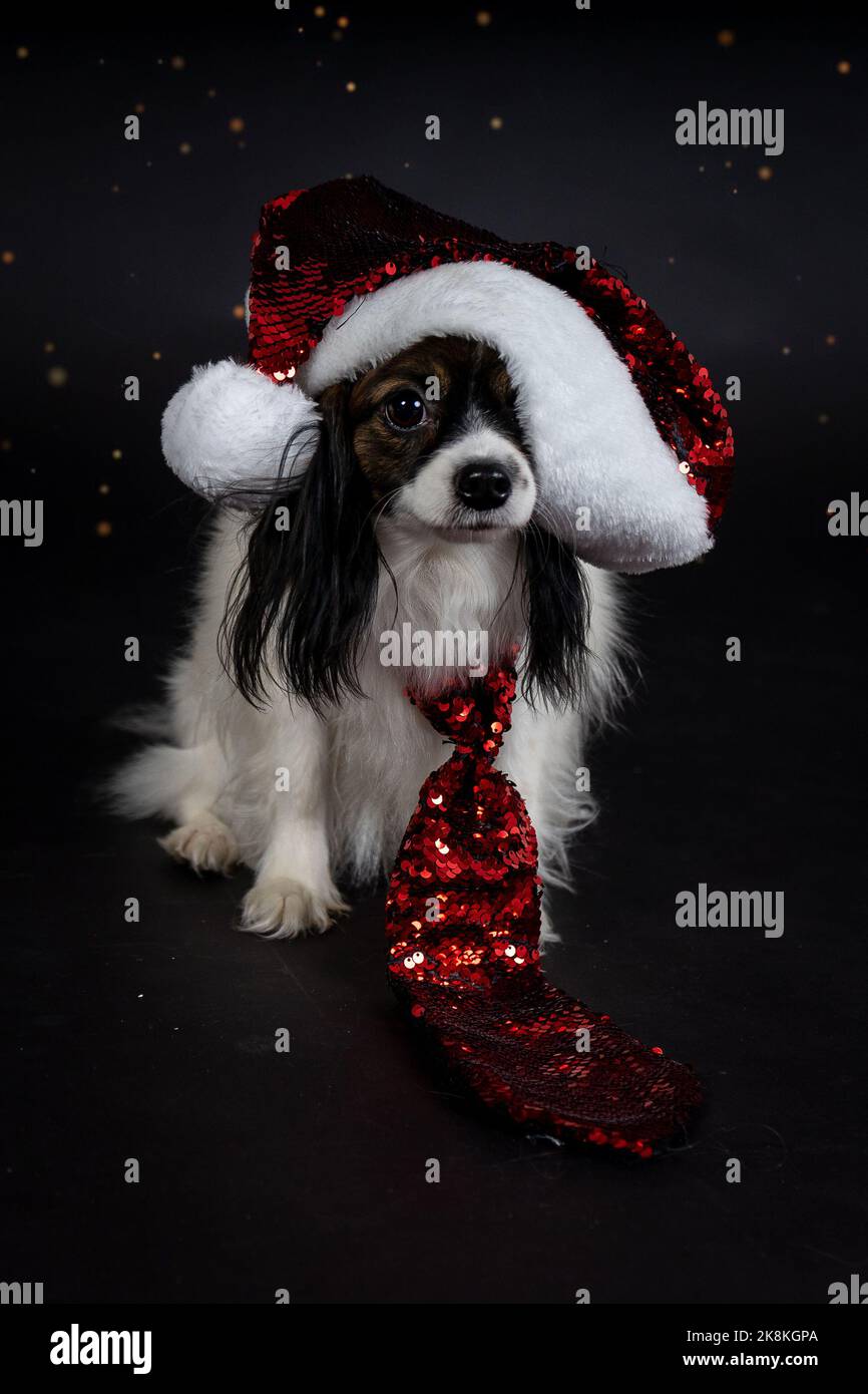 Christmas dogs, papillons Stock Photo - Alamy
