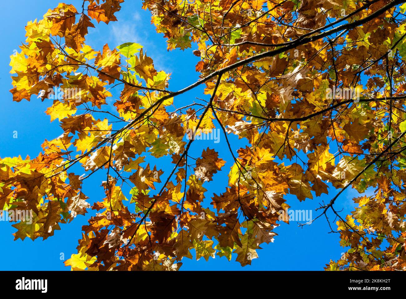 Northern Red Oak tree branch with its brown and yellow leaves in golden ...