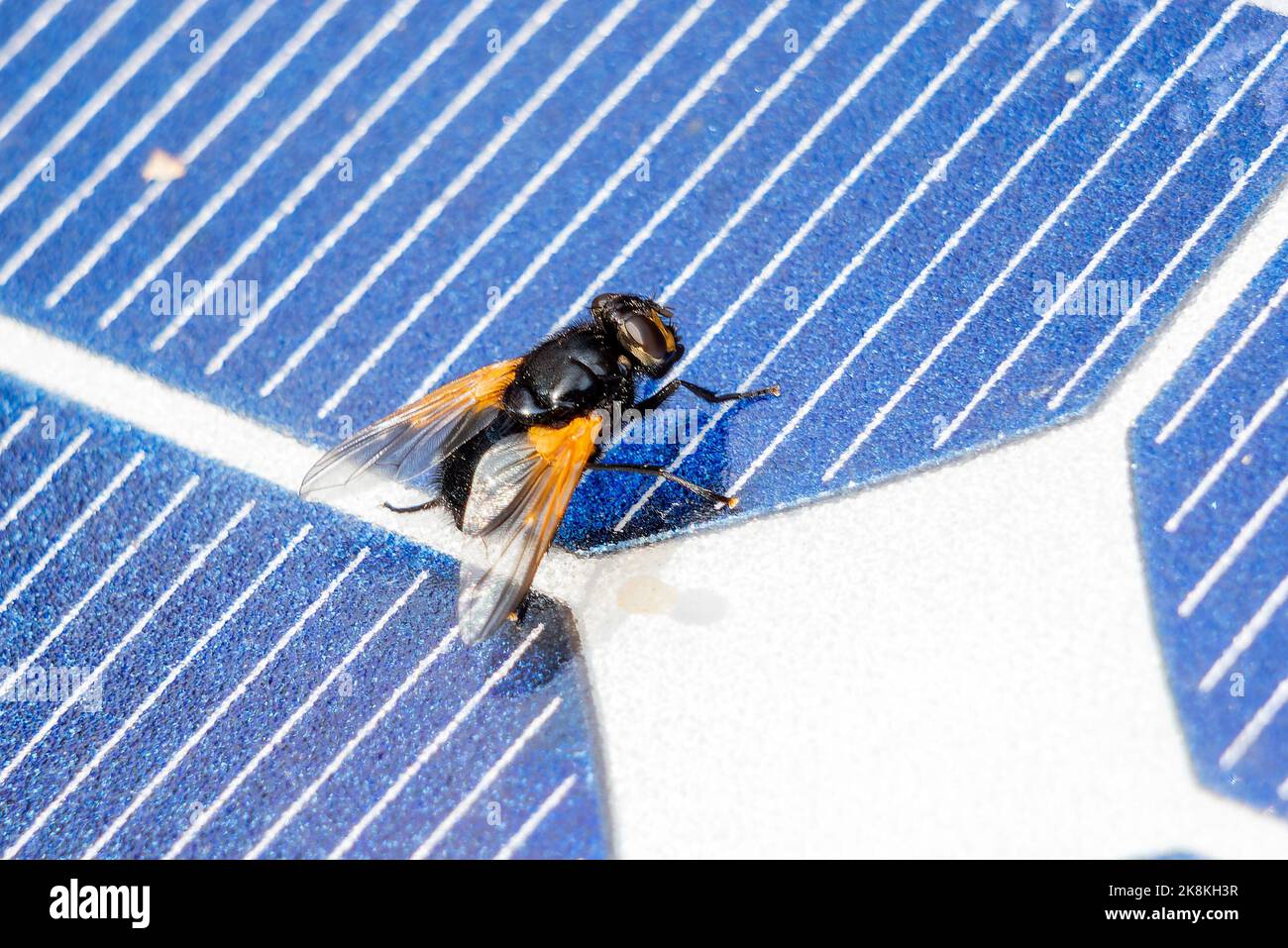 Associated insect species hi-res stock photography and images - Alamy