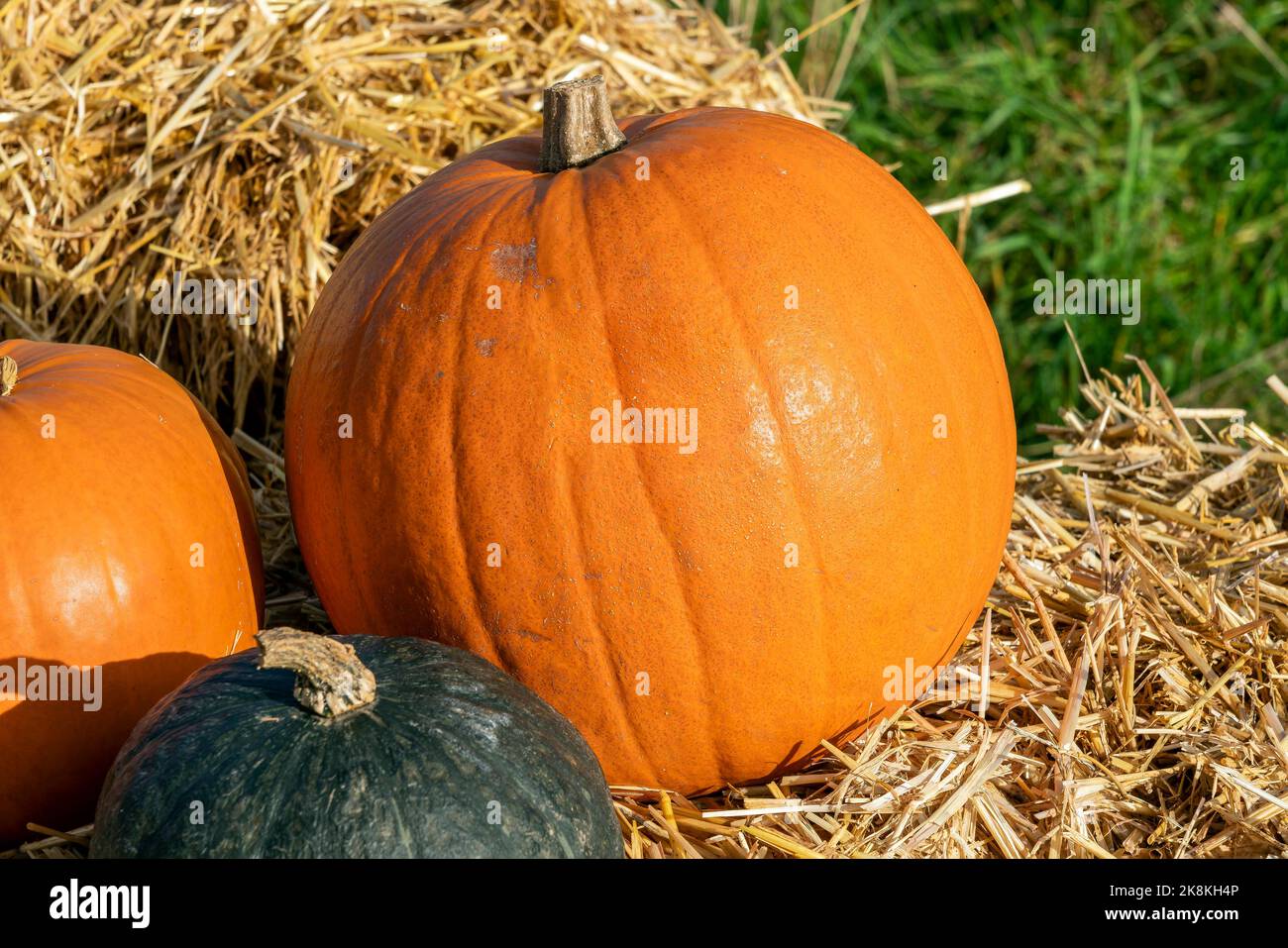 Pumpkin (cucurbita) an orange winter vegetable squash used for a ...