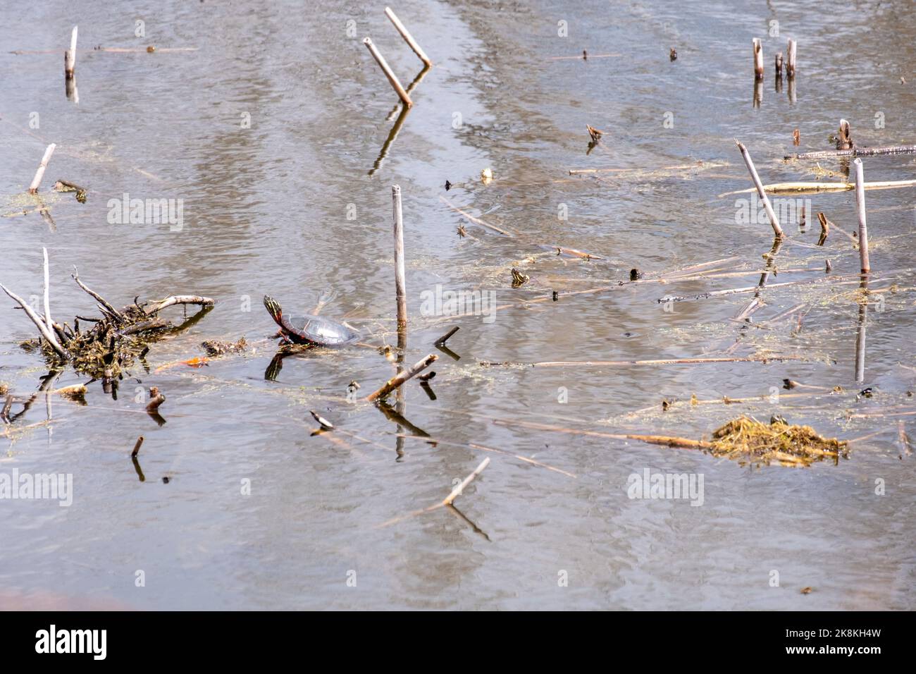 An aerial view of painted turtle floating in lake Stock Photo - Alamy