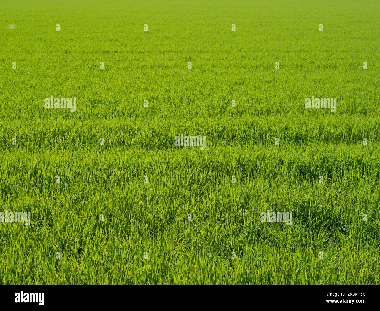 A natural view of green field for background or wallpaper Stock Photo ...