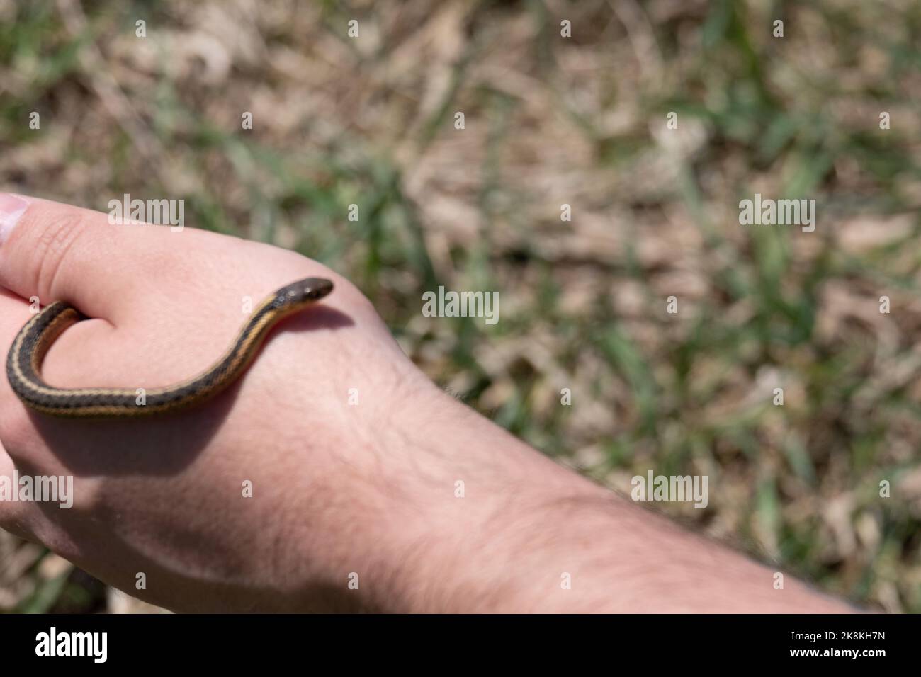 Snake on human hand hi-res stock photography and images - Alamy