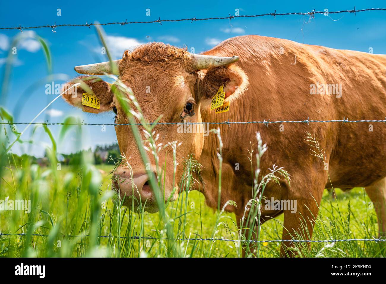 A brown buffalo inside the wired fence in the meadows Stock Photo - Alamy