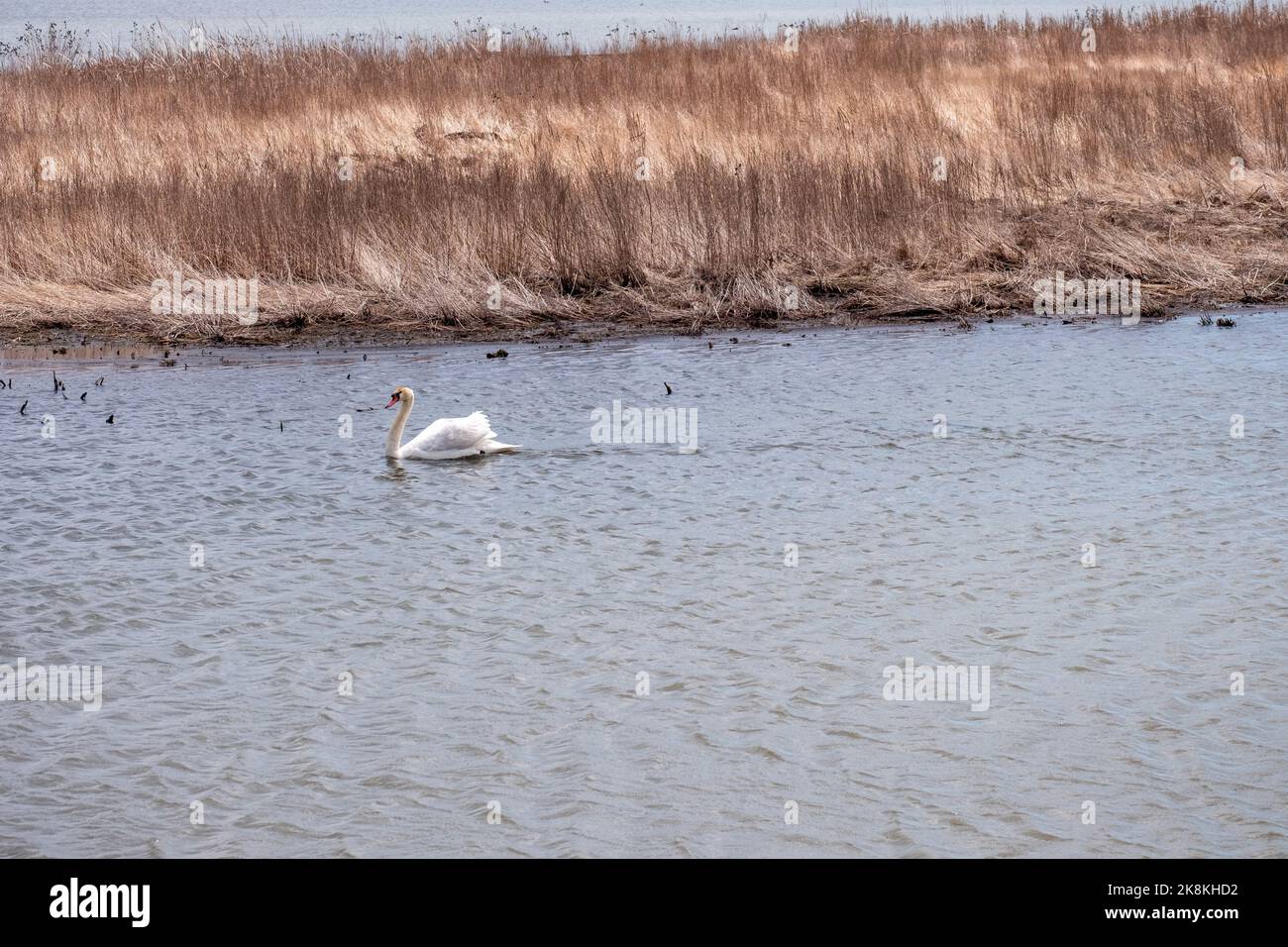 An aerial view of mute swan floating in lake Stock Photo - Alamy
