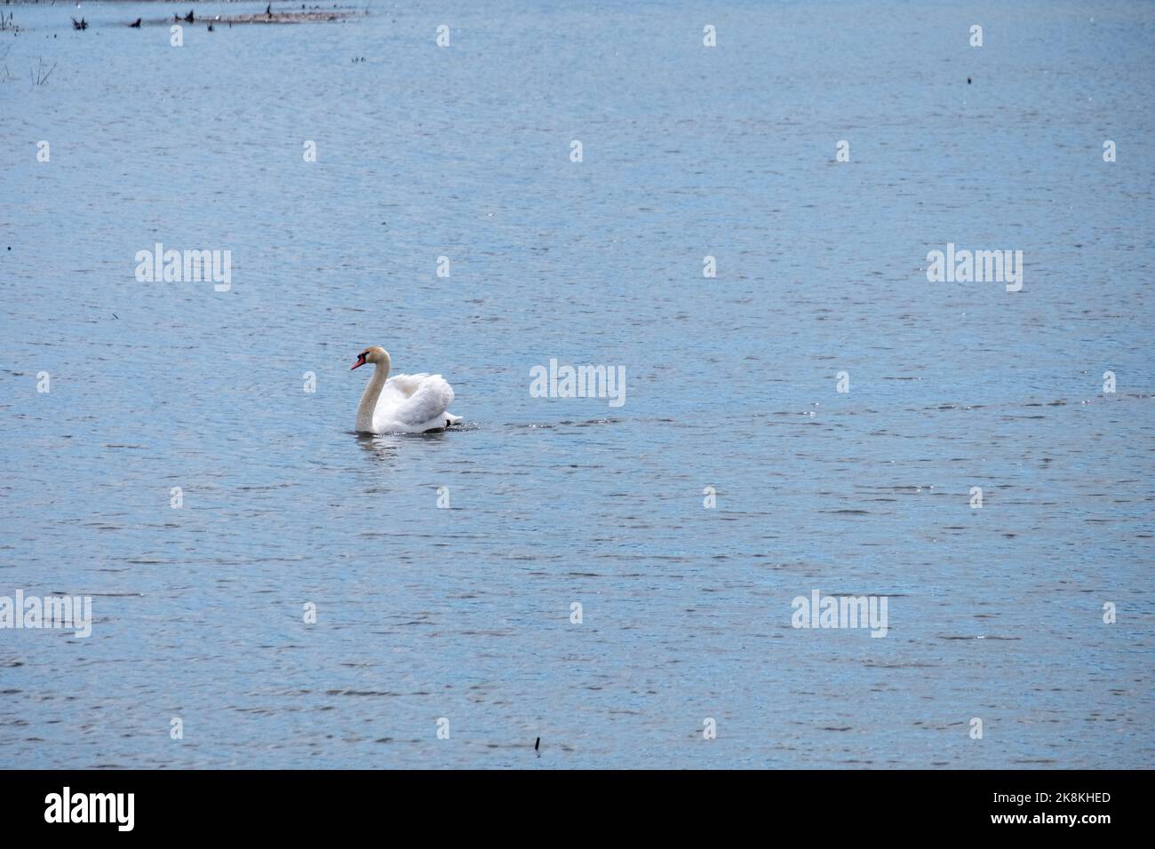 An aerial view of mute swan floating in lake Stock Photo - Alamy