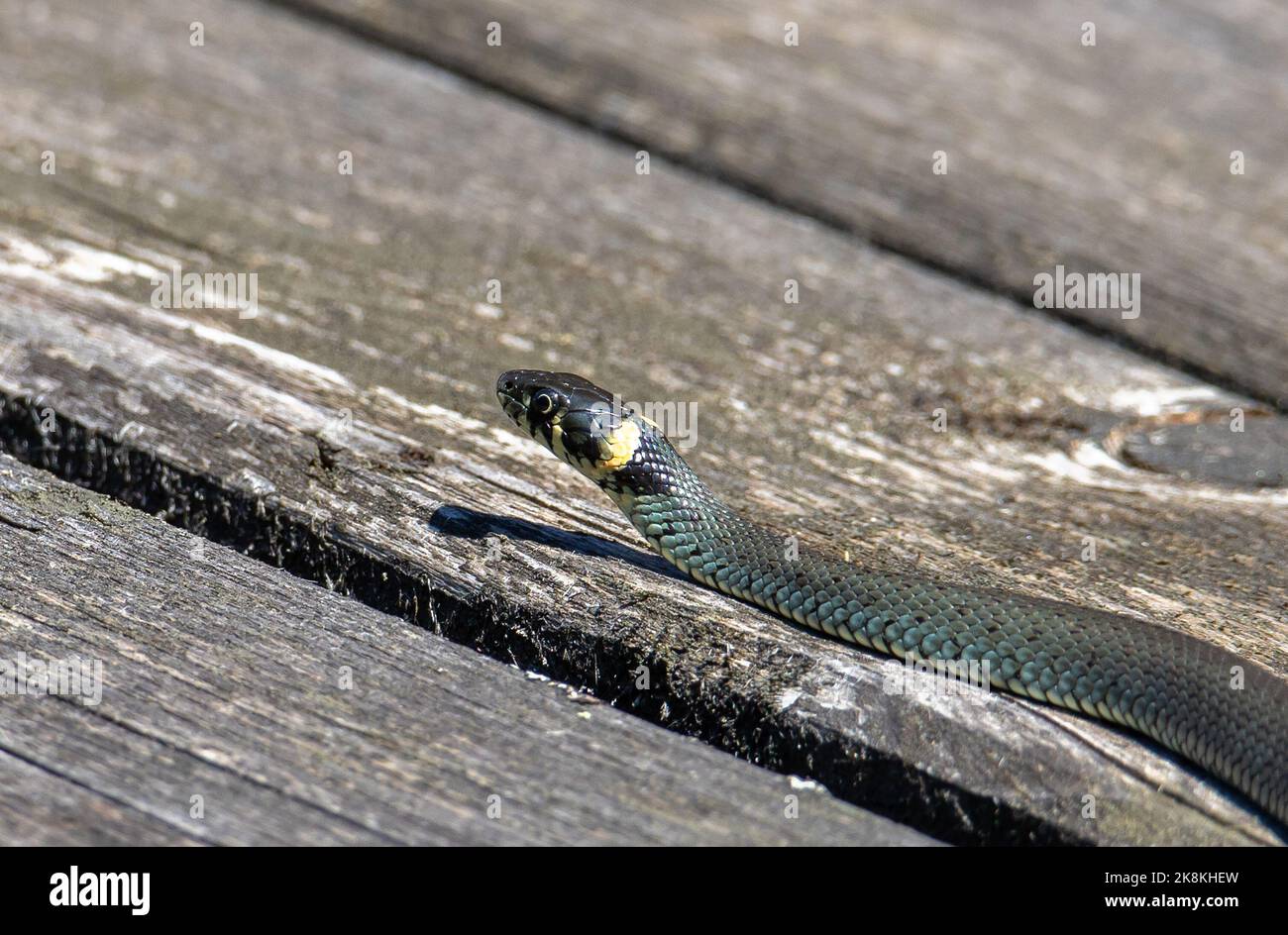 A closeup of grass snake crawling on wooden surface Stock Photo - Alamy