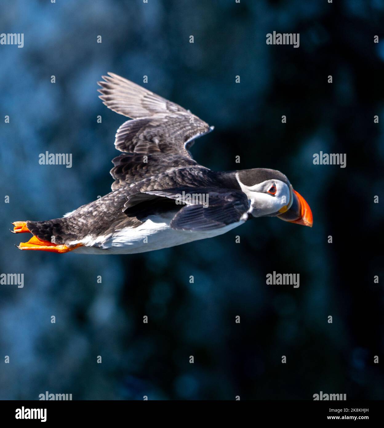 Single Portrait Puffin flying soaring and gliding on a cliff face on ...