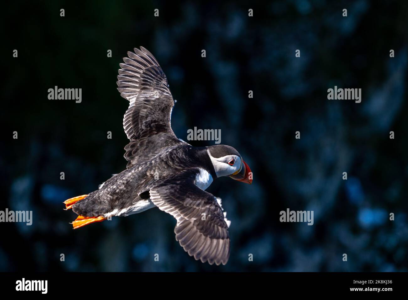 Single Portrait Puffin flying soaring and gliding on a cliff face on ...
