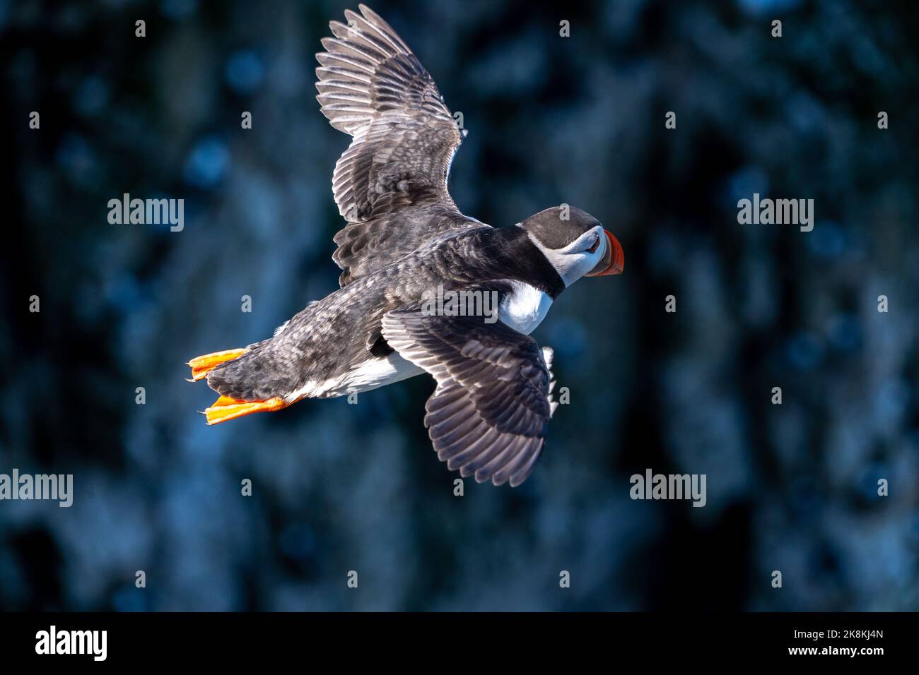 Single Portrait Puffin flying soaring and gliding on a cliff face on ...