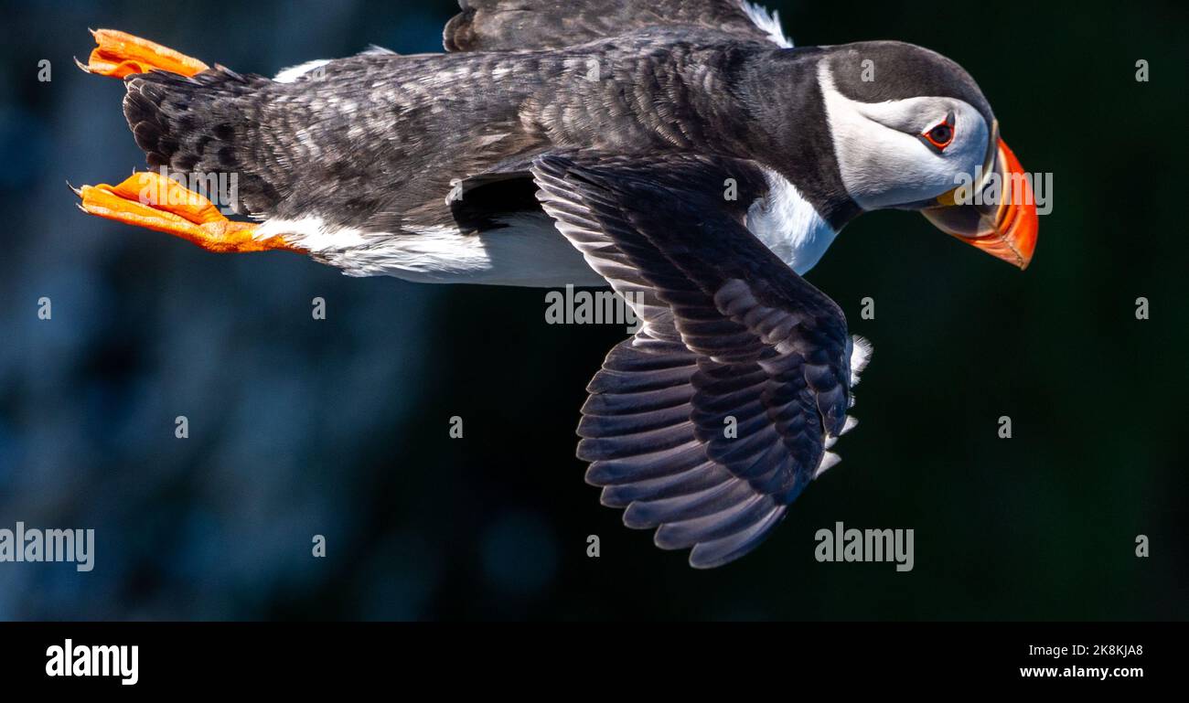 Single Portrait Puffin flying soaring and gliding on a cliff face on ...