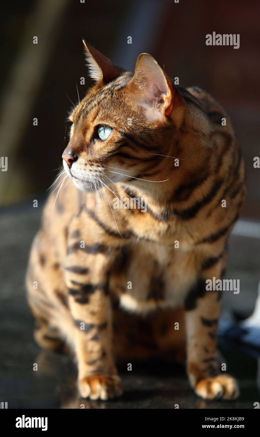 Busta the bengal Stock Photo - Alamy