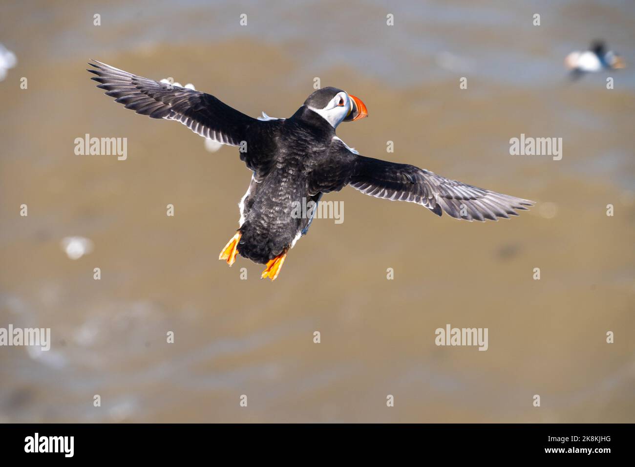 Single Portrait Puffin flying soaring and gliding on a cliff face on ...