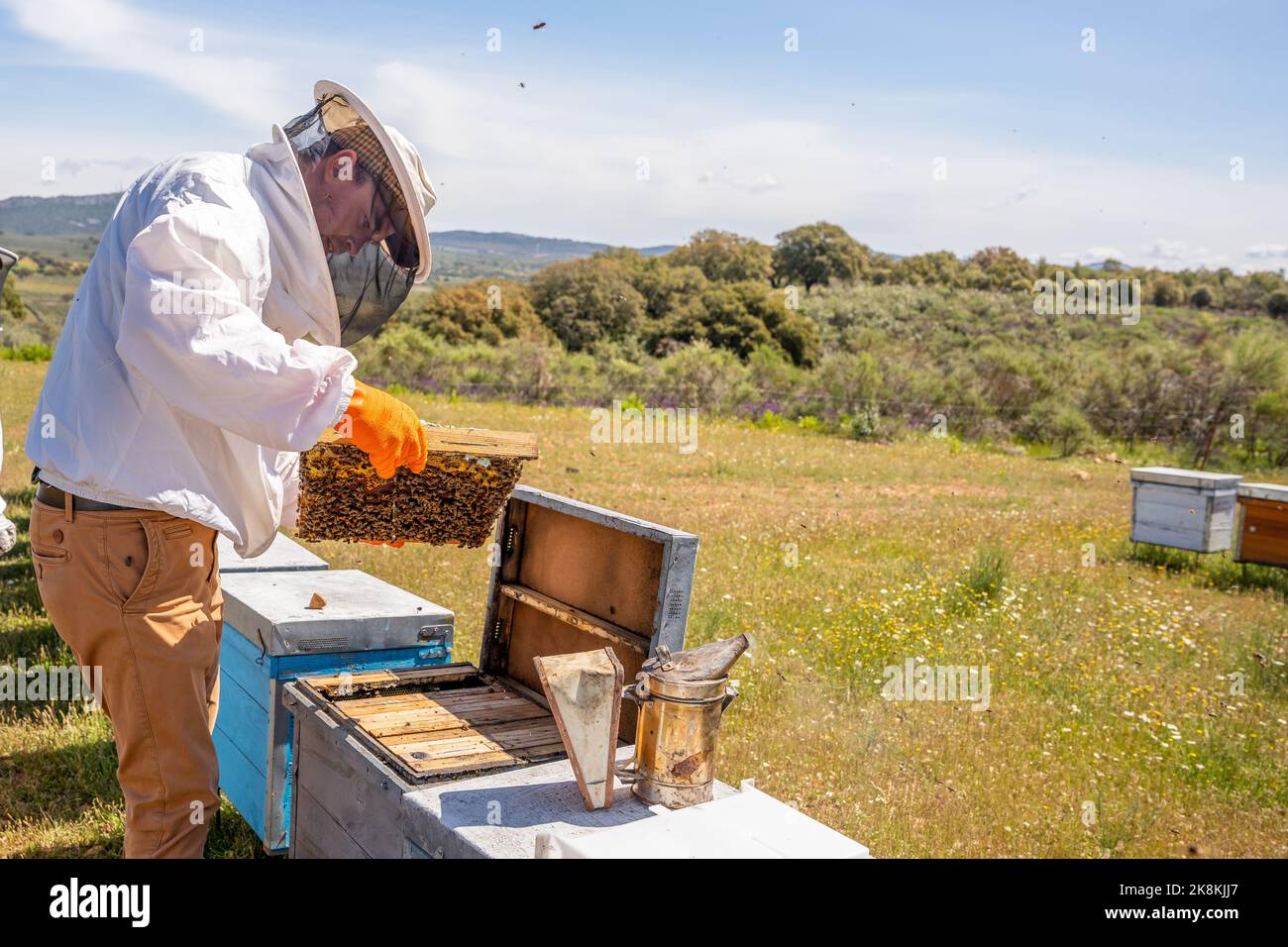 beekeeper in a protective suit examines and checks the honeycombs of ...