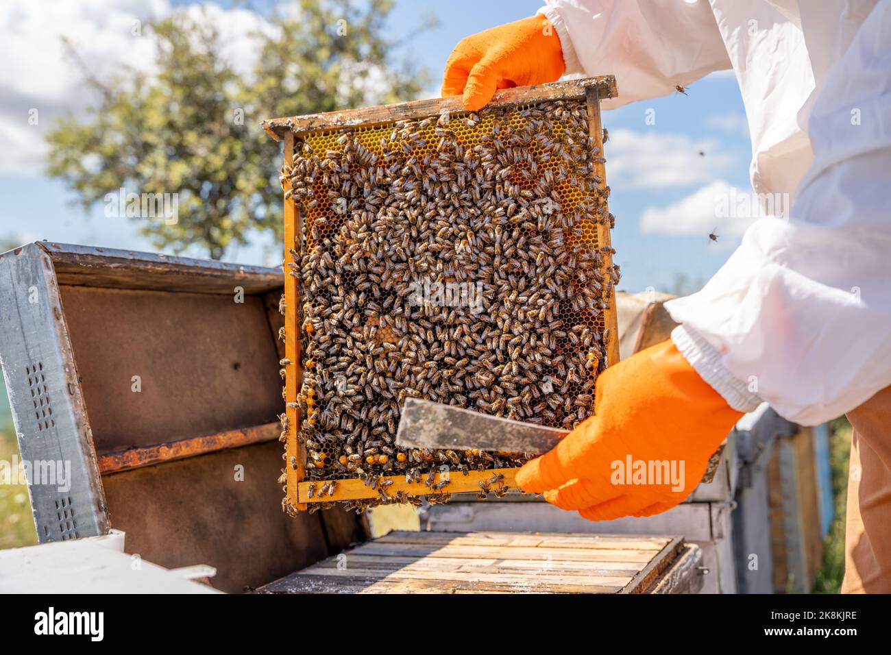 hands of a beekeeper protected with orange gloves to avoid stings ...