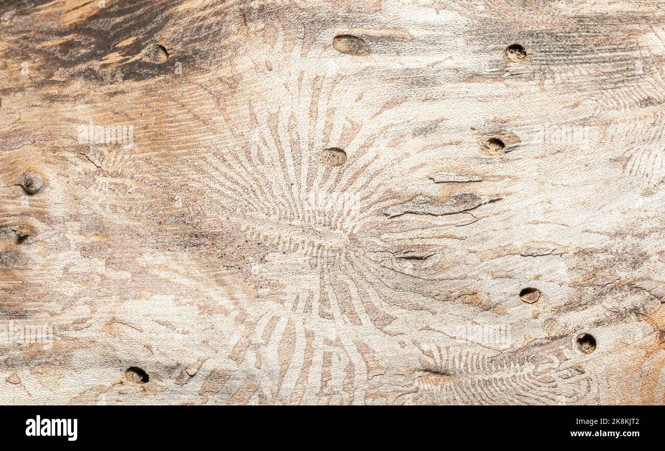 Macro texture on wood that has been gnawed by worms Stock Photo - Alamy