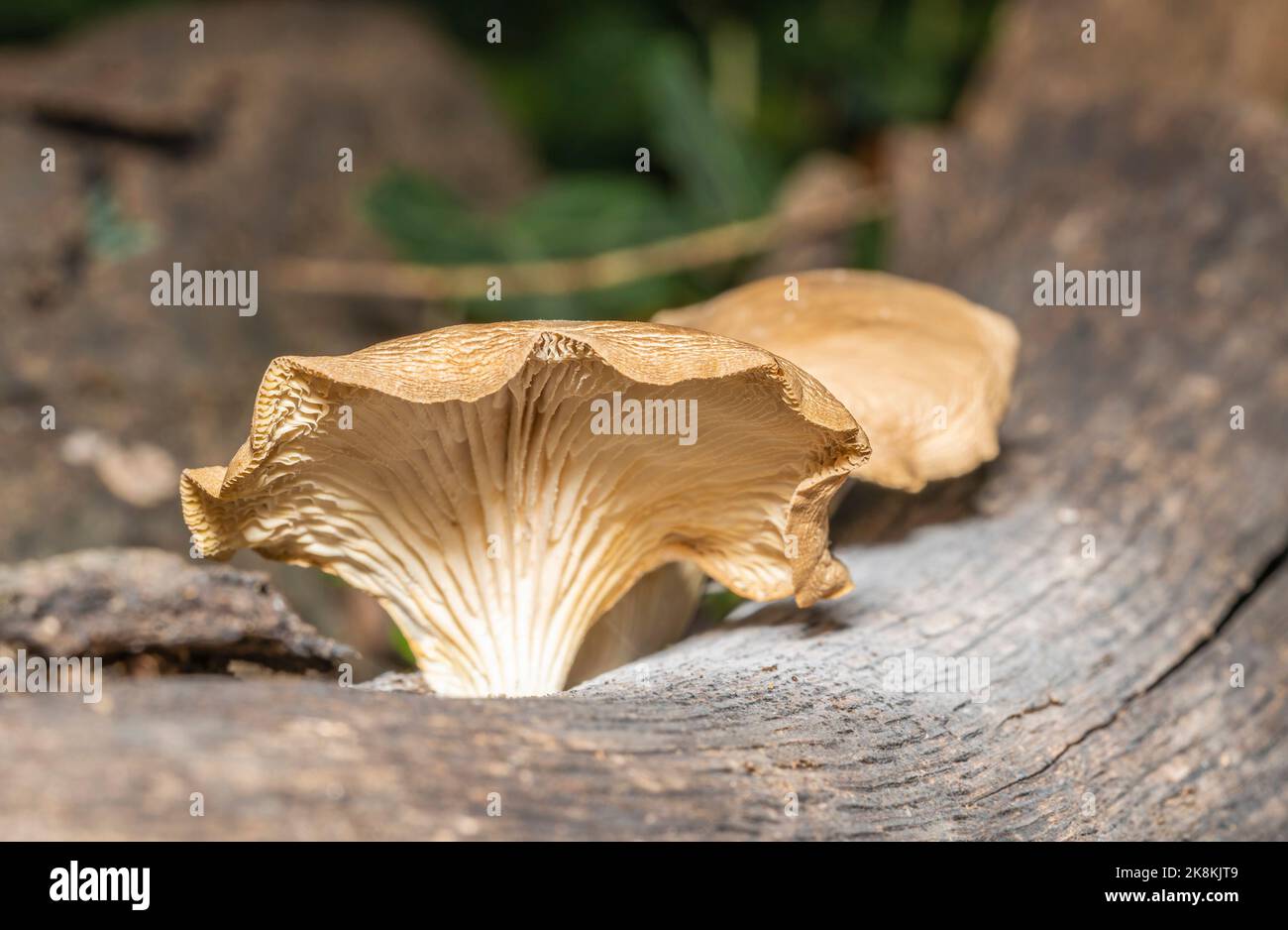 Oyster mushroom Pleurotus ostreatus is an edible mushroom and belongs ...
