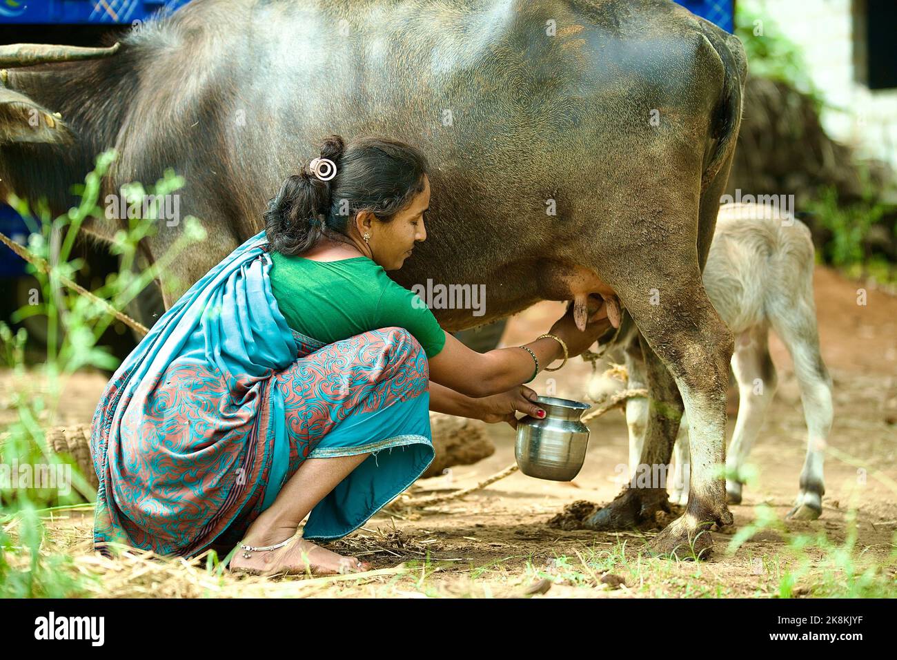 An Indian village woman cow milking by hand Stock Photo - Alamy