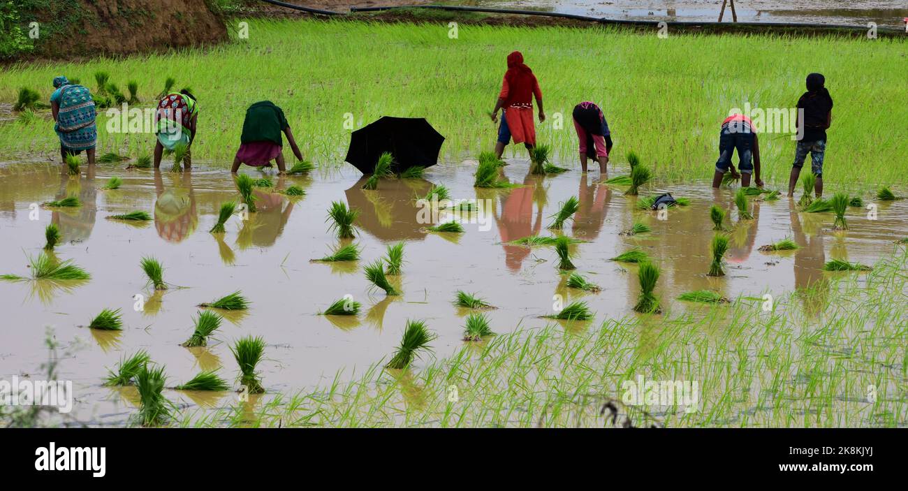 An aerial view of Asian farmers planting rice seedlings in a paddy ...